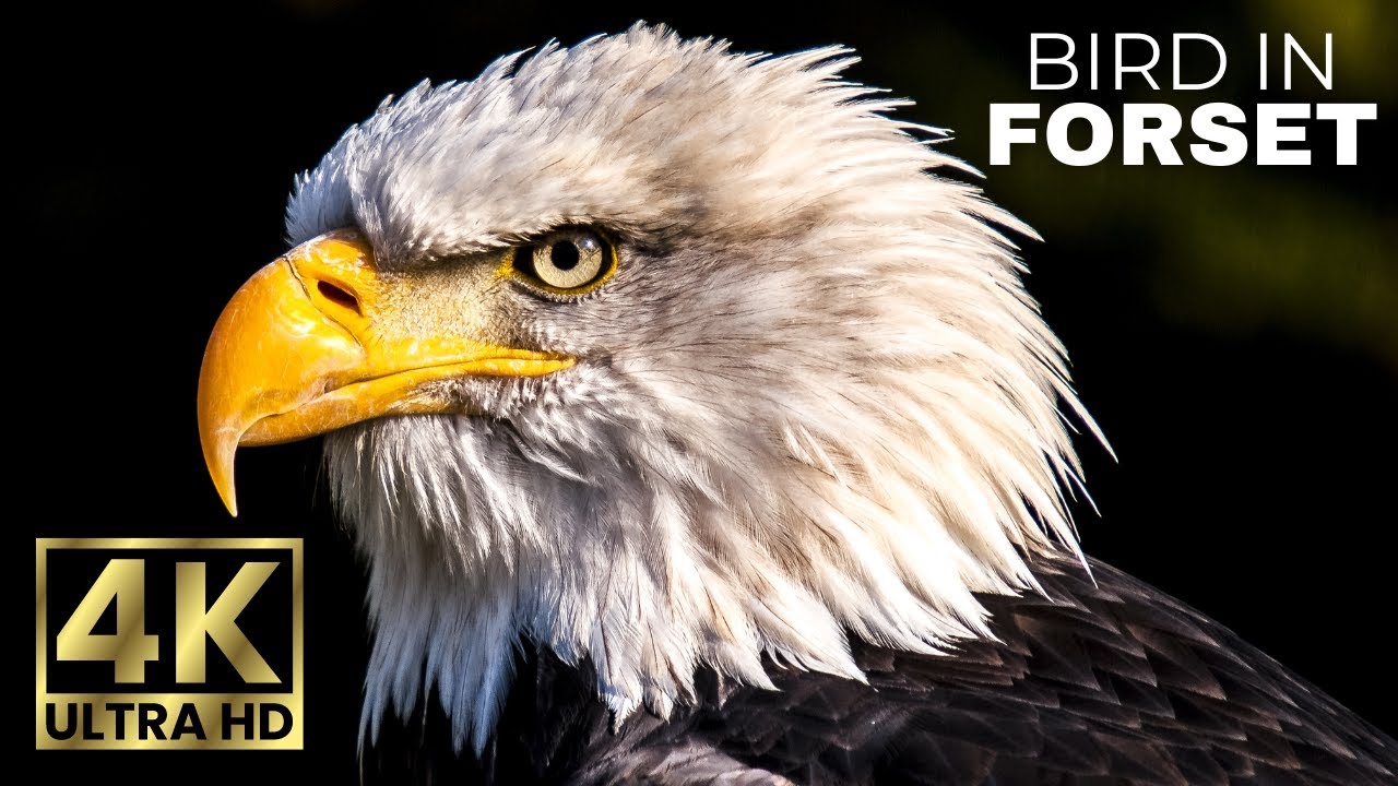 Bird in forest | Discover birds in the wild | 4K ULTRA HD - YouTube