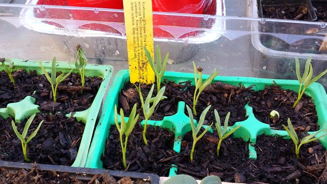 Ong Choy aka Asian Water Spinach Pt.1-Newly Germinated Seedlings - YouTube