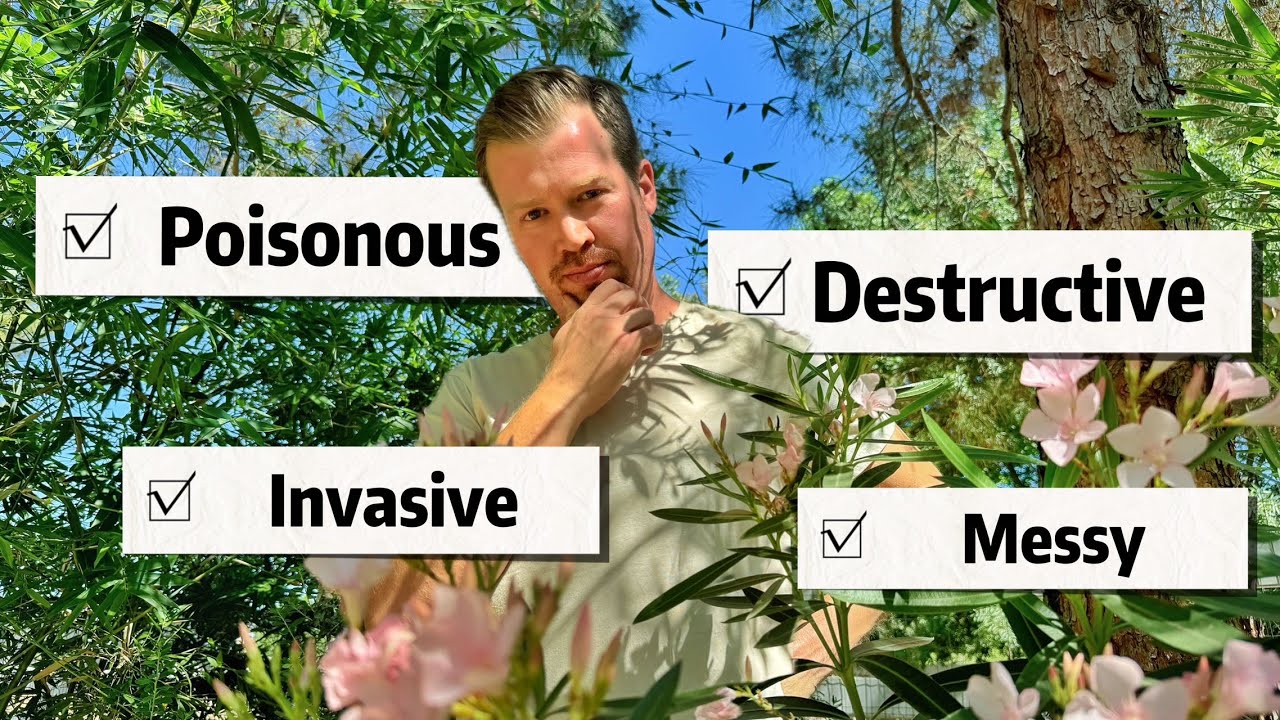 Disliked Plants That I Enjoy and Have in My Yard (Oleander, Nandina ...