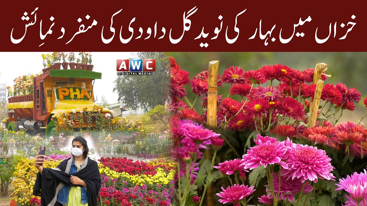 Phool gul e daudi (Chrysanthemum) ki munfarid collection | AWC - YouTube