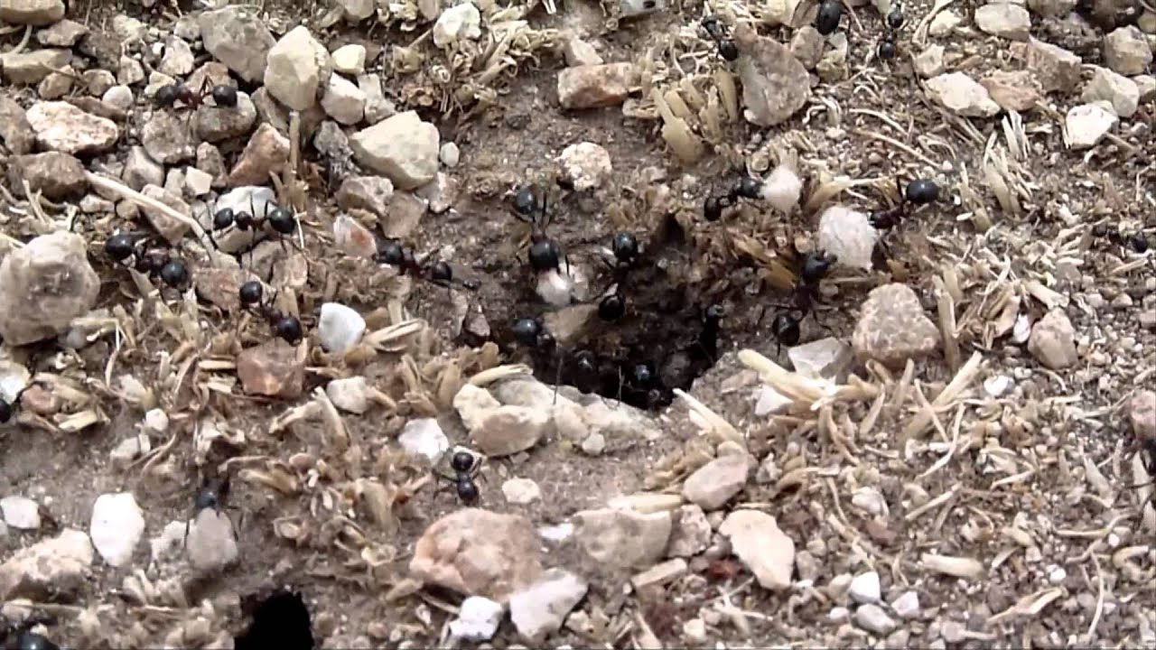 Big ants carriage to ant hill underground - YouTube