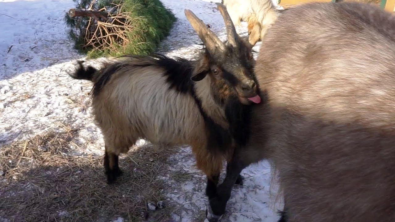 Billy Our Male Pygmy Goat Comes Home - YouTube