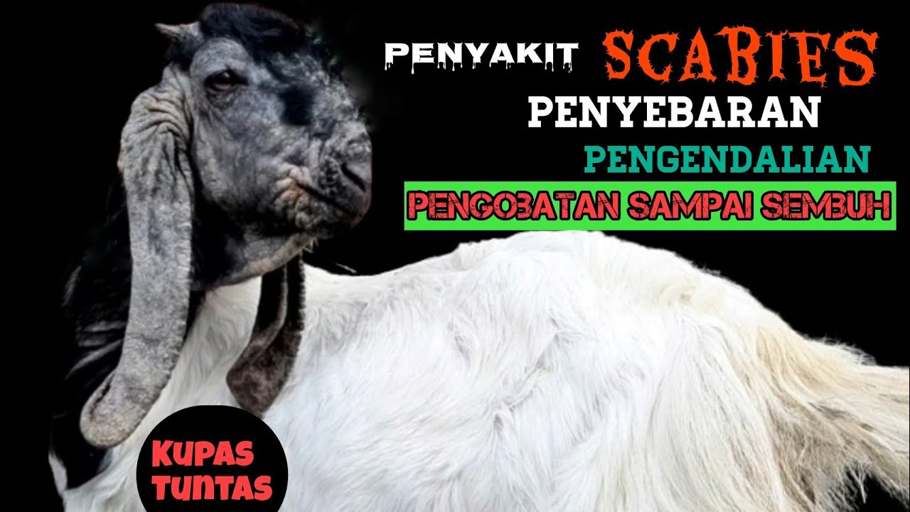 Kupas Tuntas Penyakit Scabies (Kurap) Pada Ternak // Penanggulangan ...
