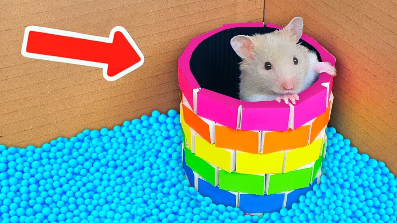 DIY Hamster in maze - YouTube