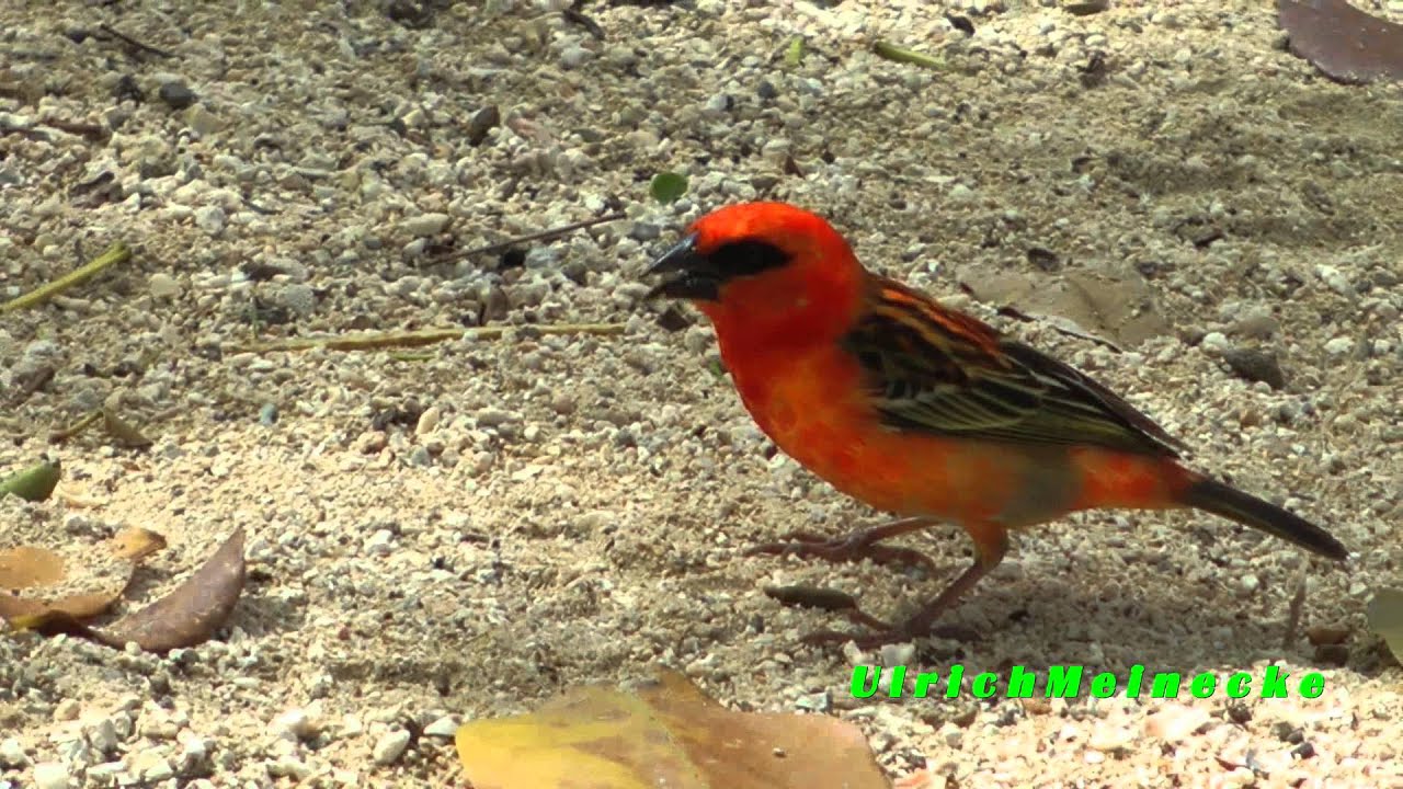 Mauritius - Birds - Red fody-Foudia madagascariensis - Webervogel ...