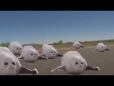 Bouncing seal - YouTube