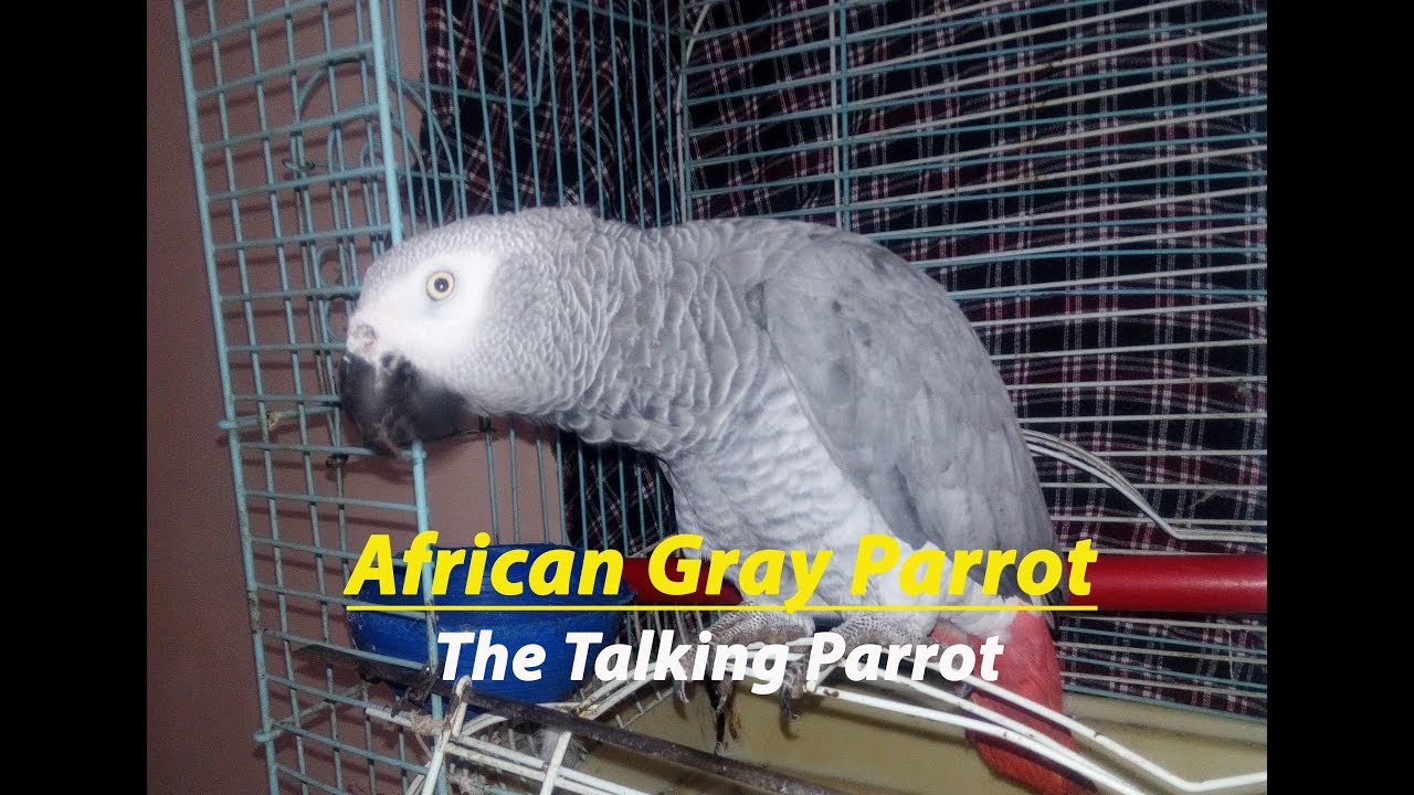African Grey Parrot, Talking Parrot - YouTube