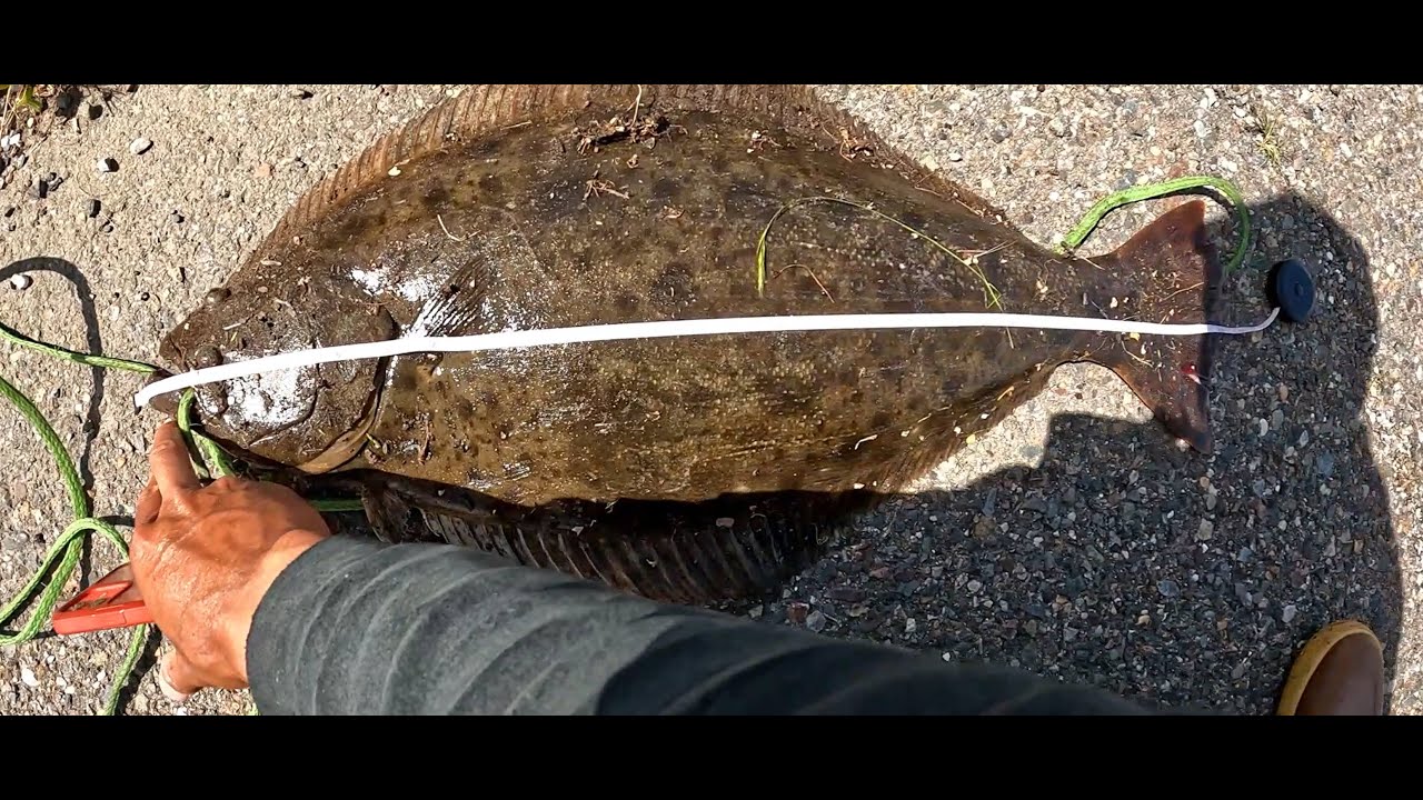 Striper Halibut Day From Shore - YouTube