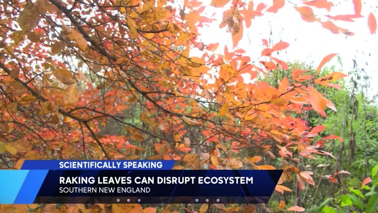 Scientifically Speaking: Leave your leaves! - YouTube