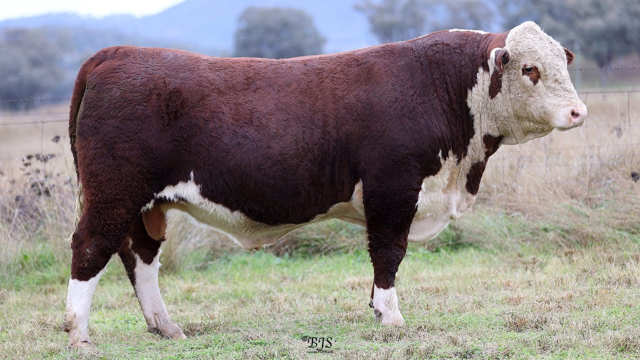 Lot 2 CDET154 Cascade 2024 - YouTube