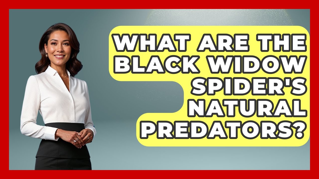 What Are The Black Widow Spider's Natural Predators? - Insects and Invaders - YouTube