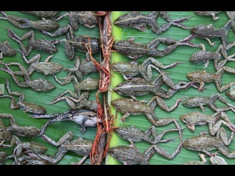 Awesome cooking Frog - YouTube