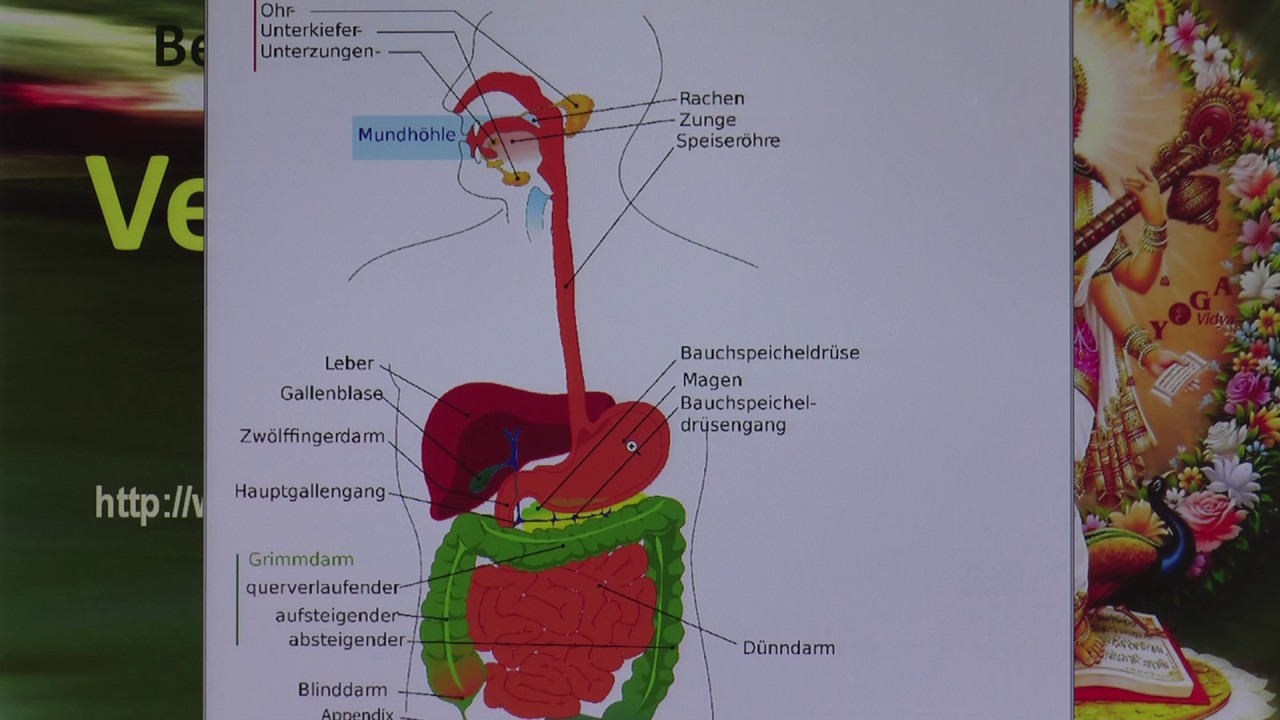 Verdauungsorgane - YouTube