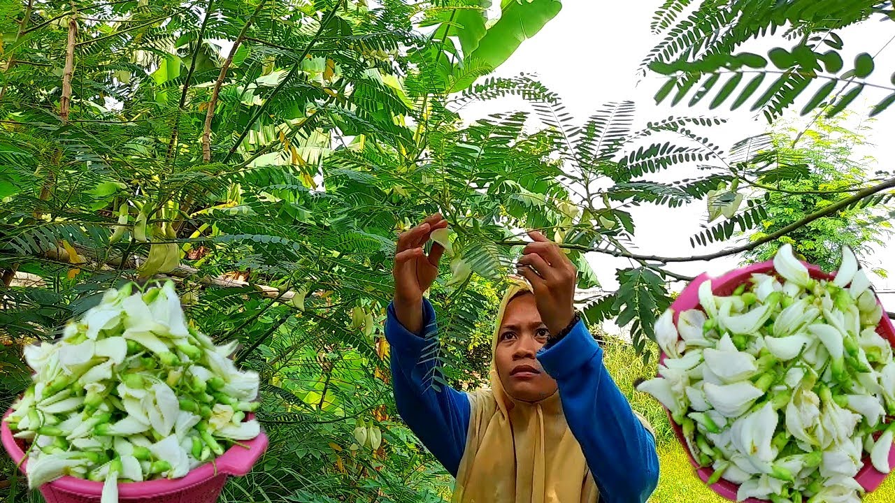Panen Bunga Turi (Agathi) Masak Pecel, Peyek Ikan Kelotok, Nasi Jagung ...