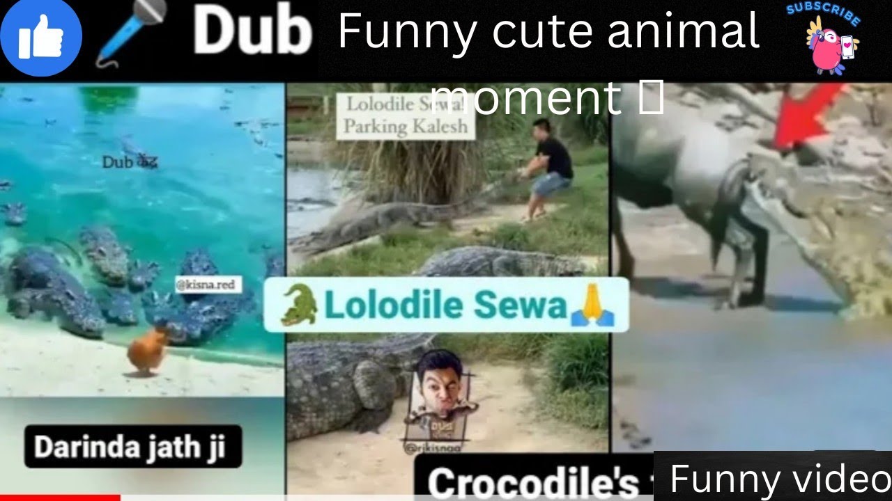 funny dub animal video|lolodile🐊 funny moment|crocodile #funny # ...
