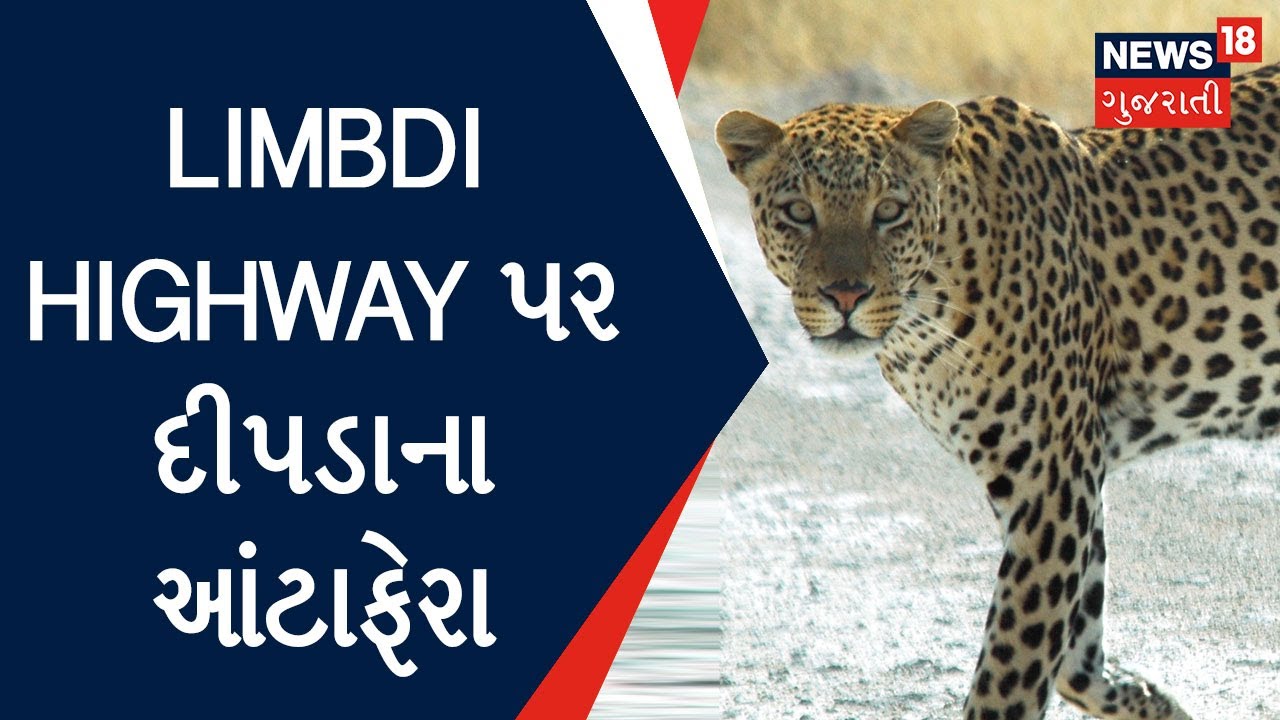 Limdi News : Limbdi Highway પર દીપડાના આંટાફેરા | Gujarati News ...