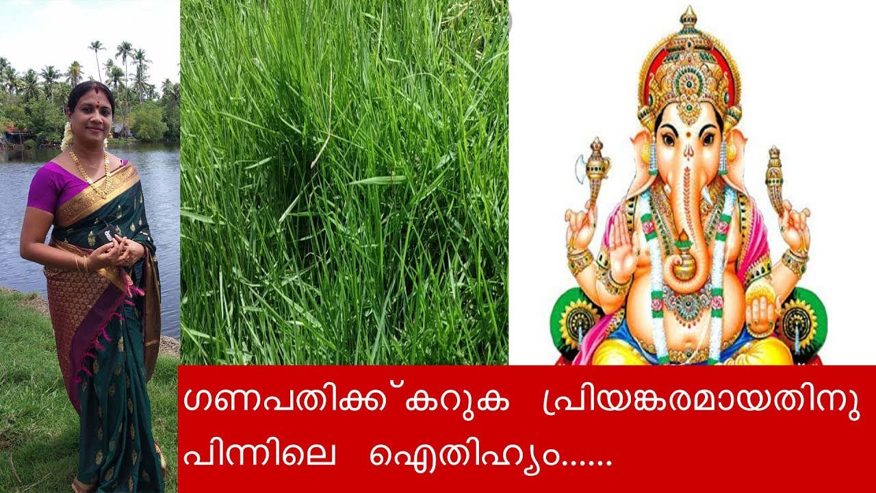 KARUKA PLANT - YouTube