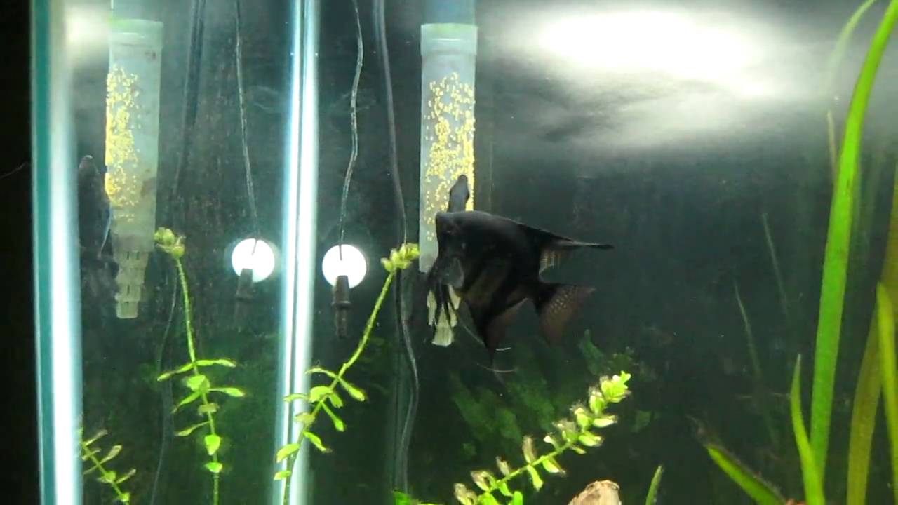 Black Angelfish spawning in 55 gallon planted tank - YouTube
