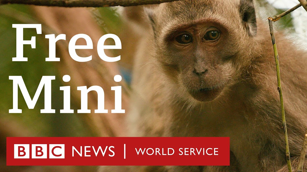 Free Mini: Rescued baby monkey escapes exploitation and returns to the wild - BBC World Service ...