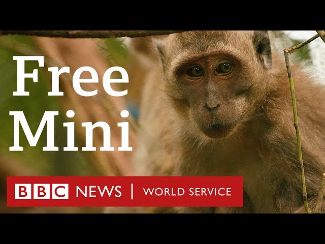 Mini Monkey Blank Park Zoo Welcomes New Baby Snow Monkey Born To