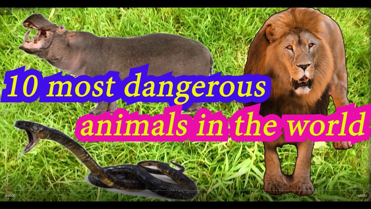 10 most dangerous animals in the world - YouTube