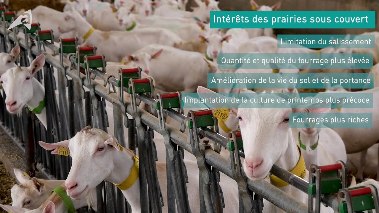 Changement climatique et élevages caprins, implanter des prairies sous ...