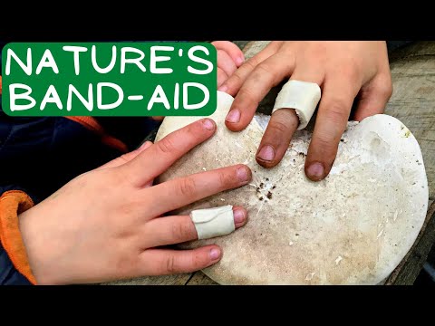 Birch Polypore Plaster / Field Dressing - Teaching kids in the woods | Bushcraft Band-Aid