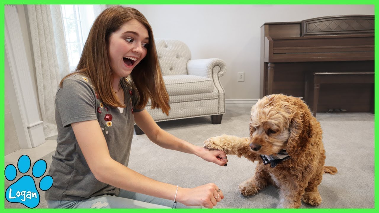 Which Hand Is It? Cute Dog Plays Guessing Game / Logan The Adventure ...