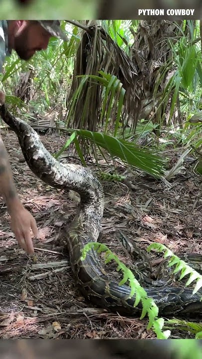 Wrestling A 14 Foot Giant Python - YouTube