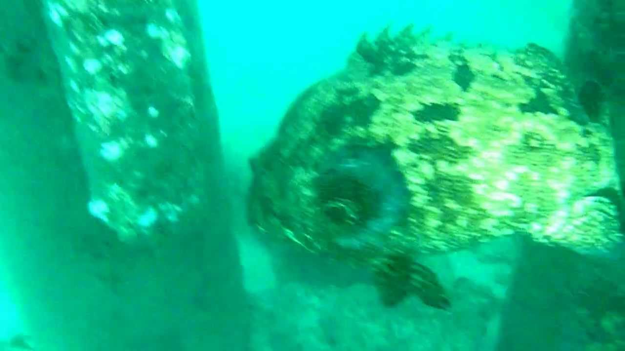 HUGE FLOWERY COD - YouTube