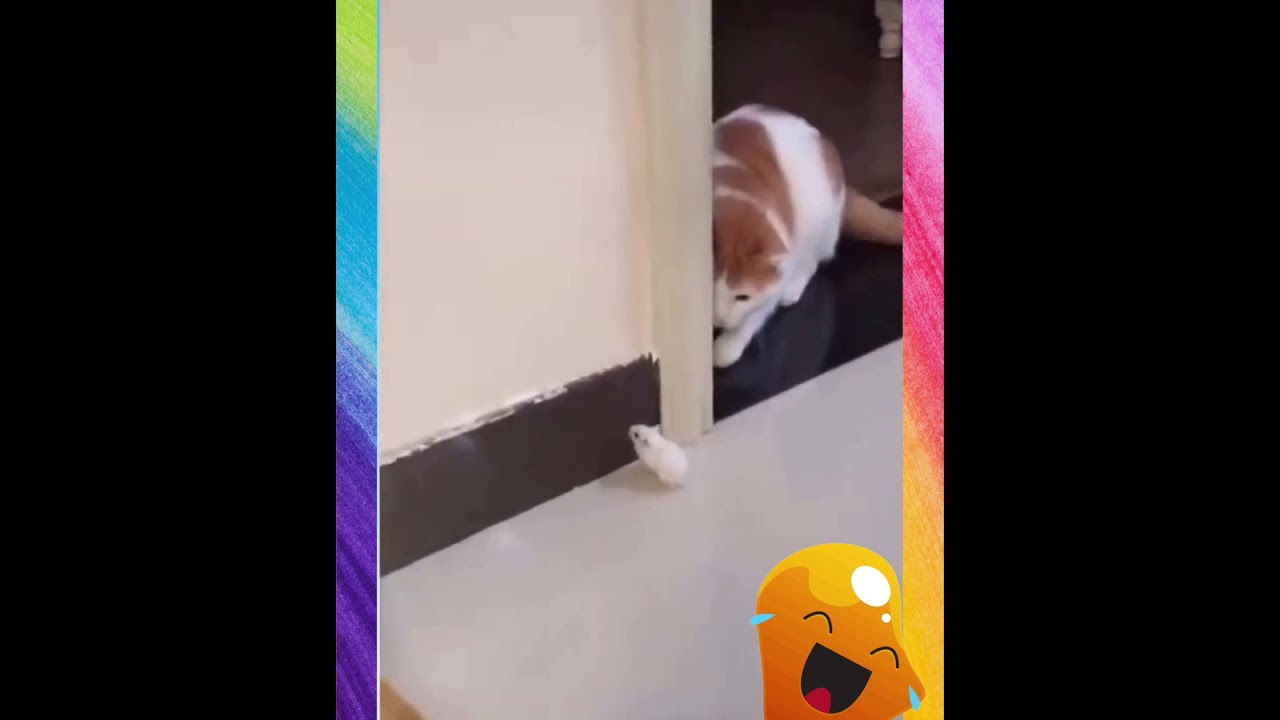 Cat Scared Of A Mouse | Funny Animal Videos | Cat And Mouse Fun | Mouse ...