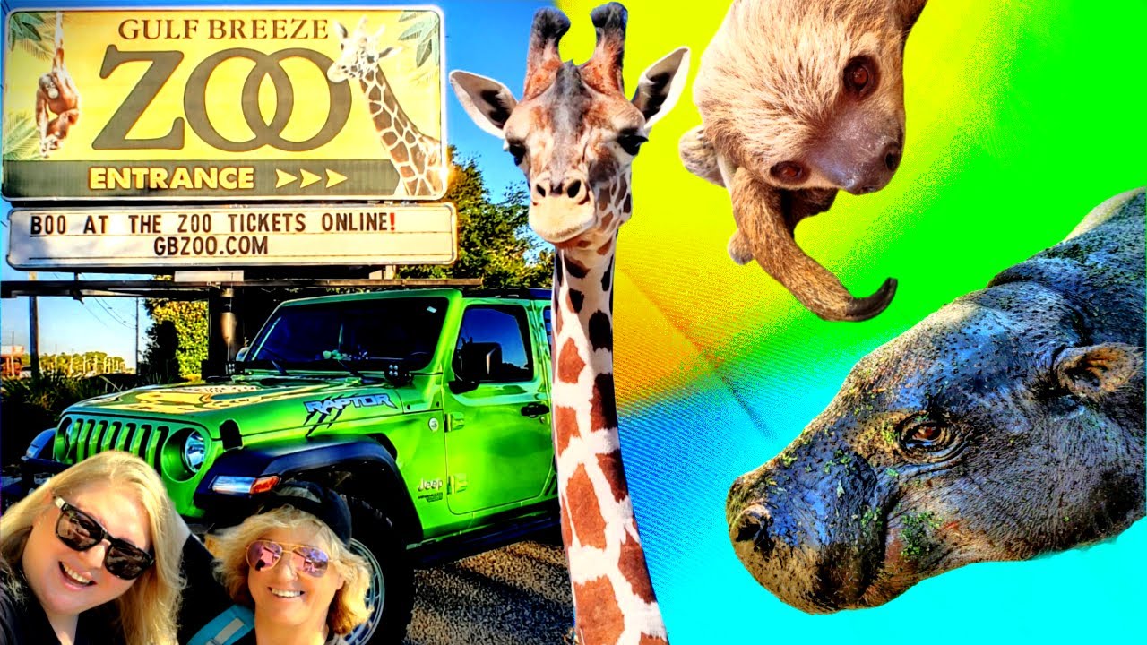 Dream Zoo Adventure: We Fed Hippos 🦛 - YouTube