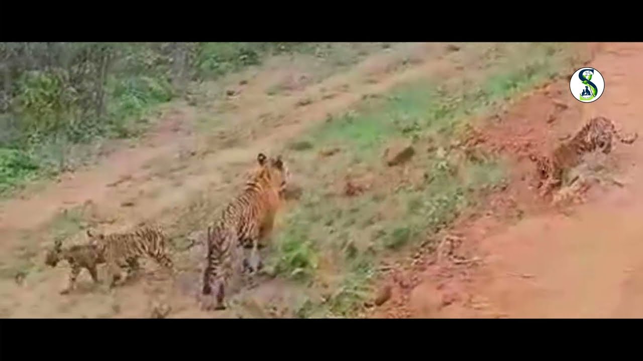 Cute Baby Tiger Learning from Mom 🐅🐯 | #tigerroar #tigers @tiger - YouTube