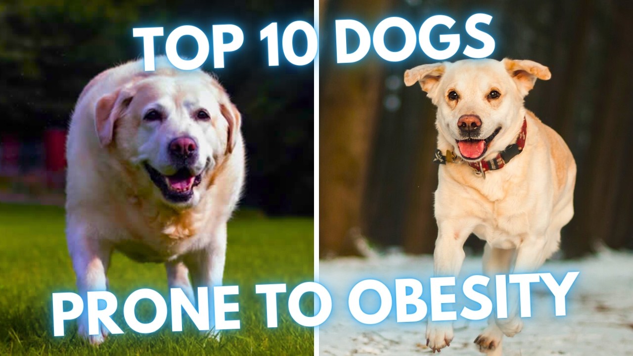 TOP 10 Dogs That Are Most Often Obese - YouTube