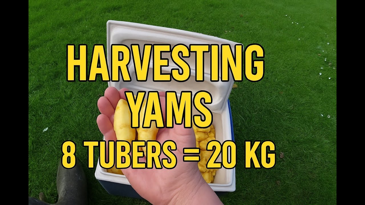 Discover The Secrets To Successful Yam Cultivation In New Zealand ...