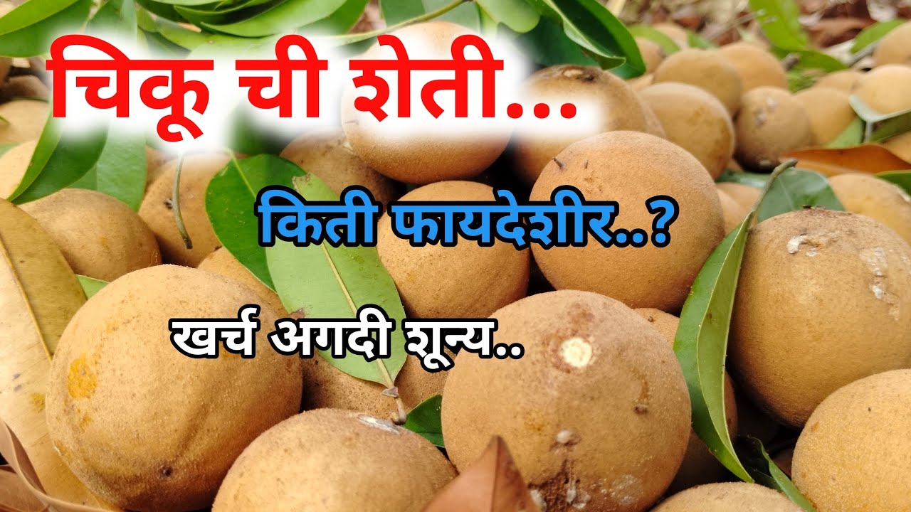 चिकू ची शेती माहिती | चिकू ची बाग जळगाव | chiku bag mahiti | # ...