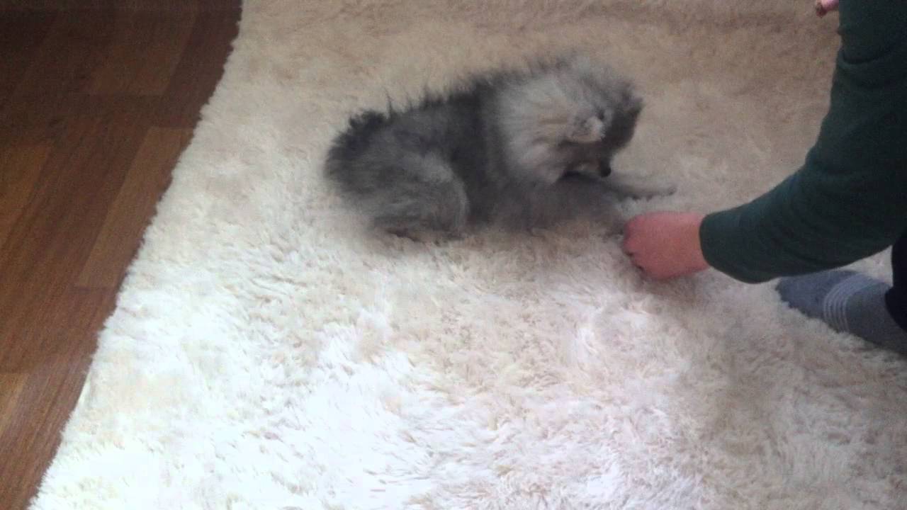포메라니안 3개월 강아지 훈련(pomeranian puppy training) - YouTube