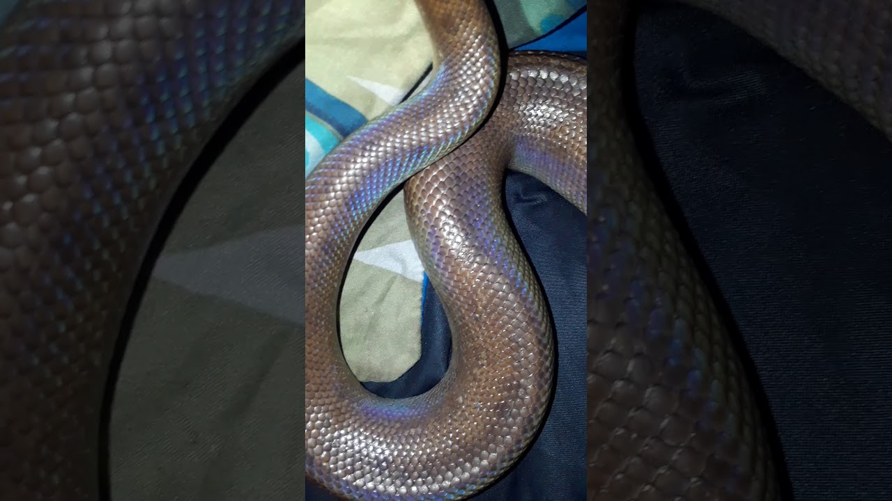 Columbian rainbow boa 🔥 - YouTube