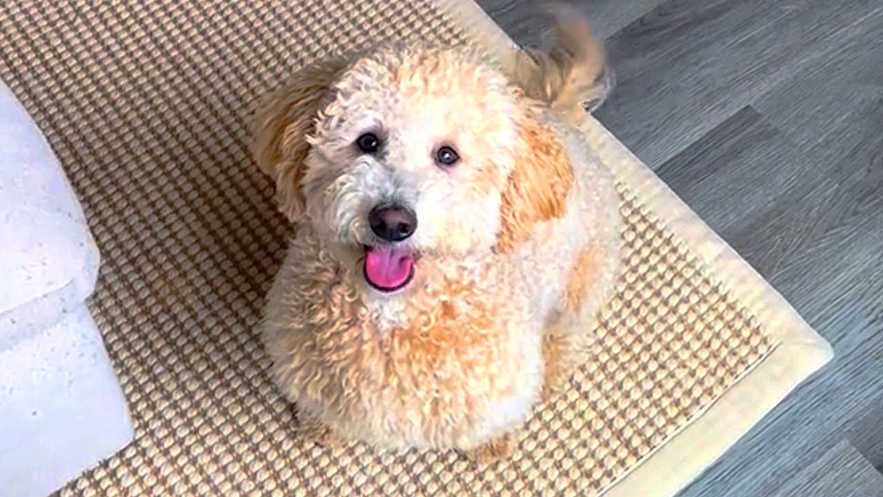 Fur-bulous Ball of Fluff! - YouTube