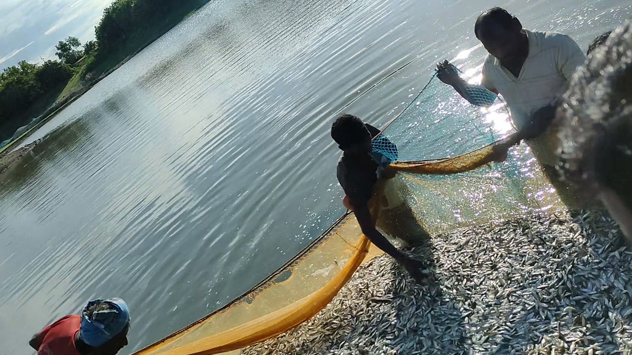 Village Fish Catching | Best Fish Catching | Best Fishing Video - YouTube