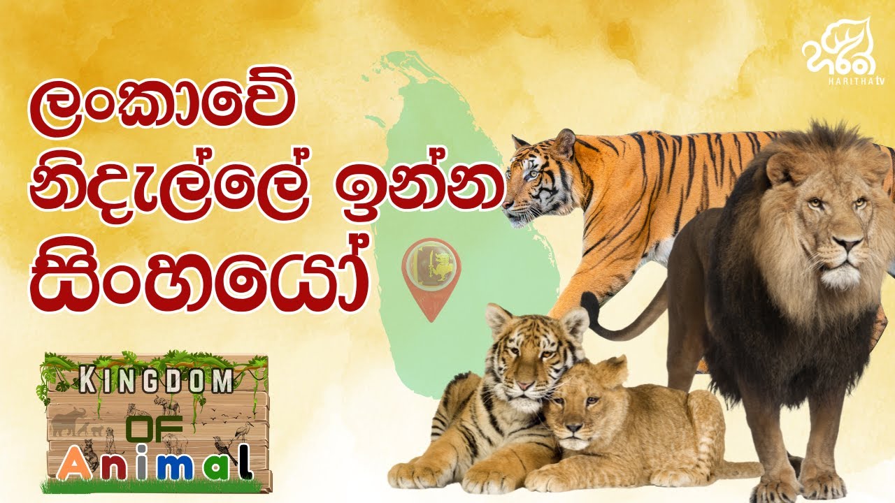 නිදැල්ලේ ඉන්න සිංහයෝ | Kingdom of Animal | Haritha TV | Lion - YouTube