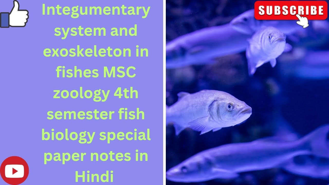Integumentary system and exoskeleton of fishes Msc zoology Hindi notes ...