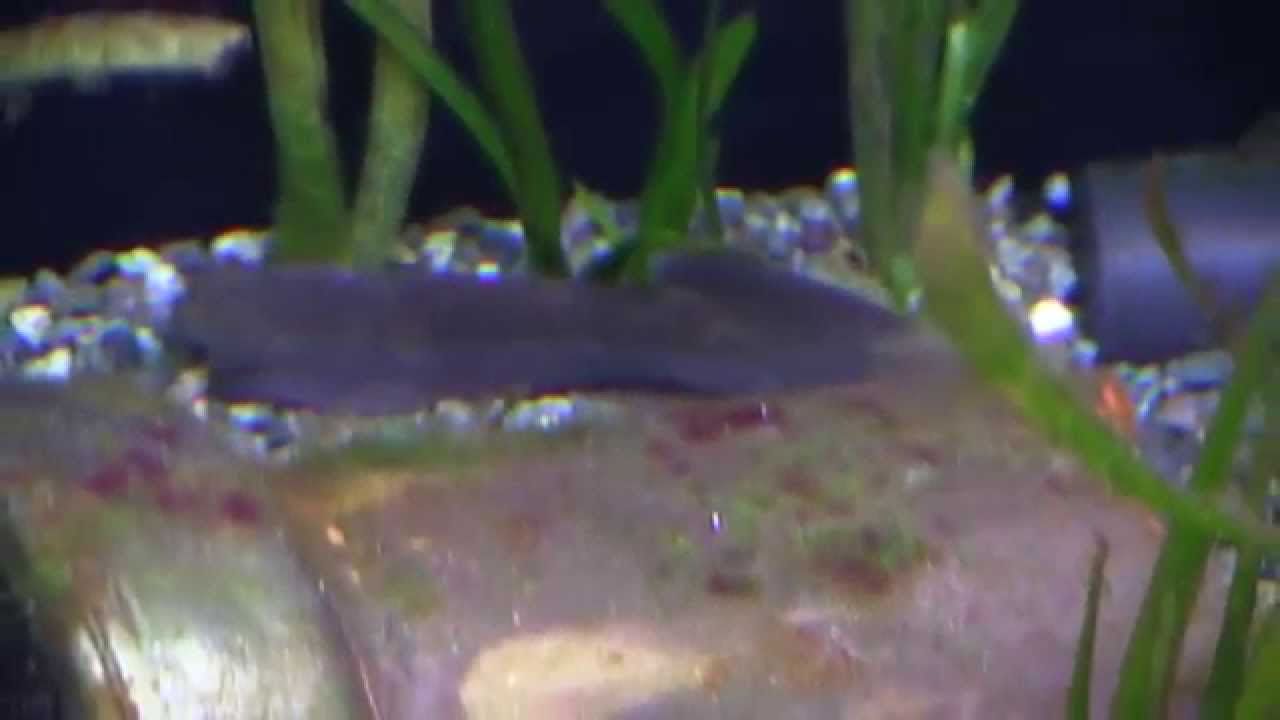 【絶滅危惧種】 ギバチ（義蜂）Cut-tailed bullhead／Cut-tailed bagrid catfish - YouTube