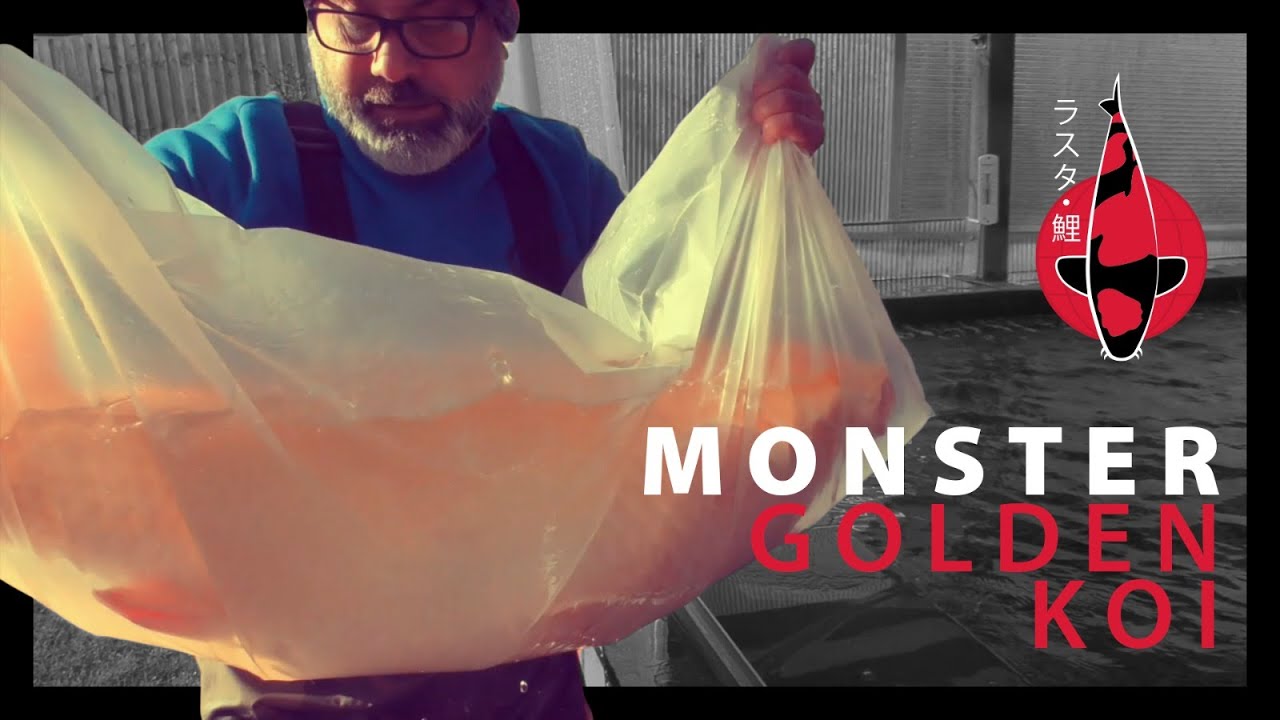 Large Koi - Monster Golden Koi - YouTube