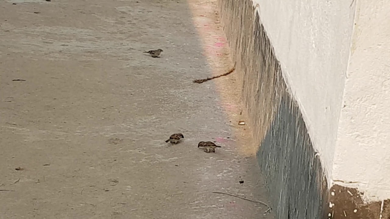 Goraya bird ko Dana khilana punya ka kam h.. - YouTube