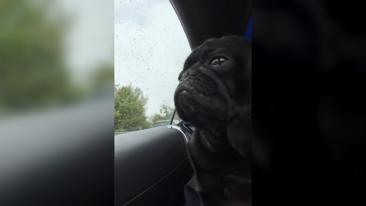 Kylo fühlt die Musik😎 MontanaBlack Instagram Story - YouTube