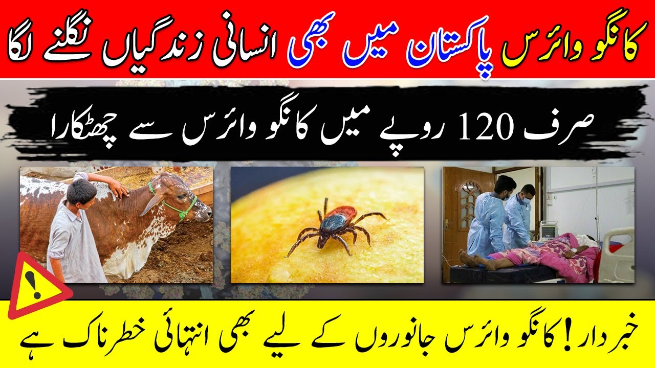 Crimean-Congo haemorrhagic fever (CCHF)| Congo virus in Pakistan| How ...