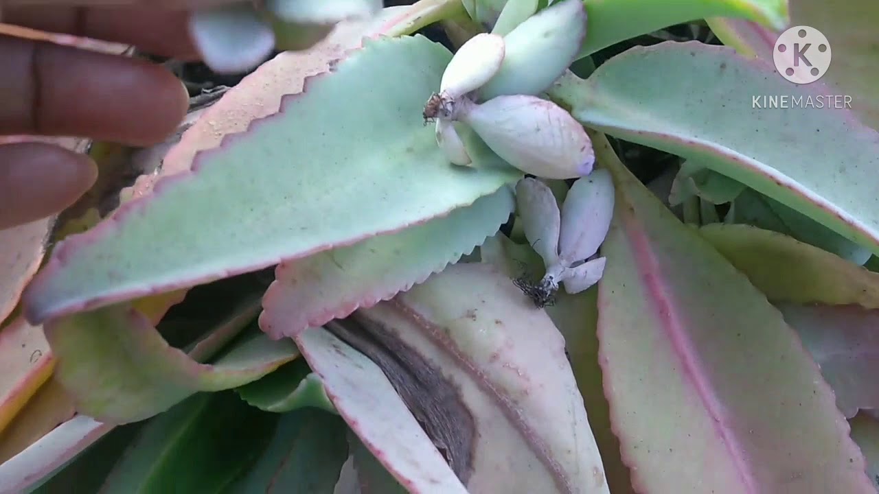 How to grow Patharchatta and full Blooming🥀🥀🥀 - YouTube