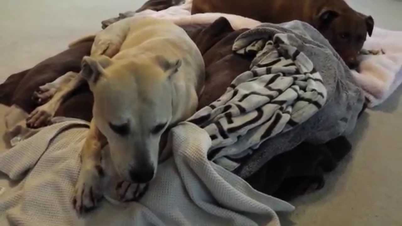 Day 2 Update Dog ACL Surgery (artificial ligament) - YouTube