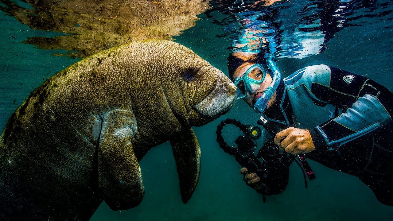 Protecting Florida Marine Life | In Living Focus | Nikon & Olympus ...